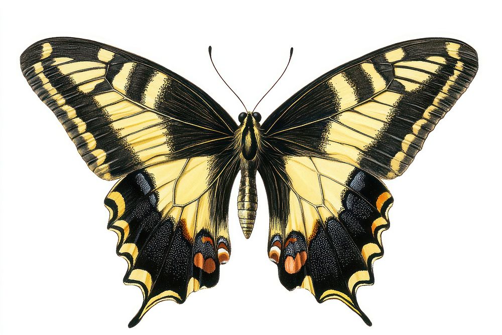 A butterfly insect art invertebrate. | Free Photo Illustration - rawpixel