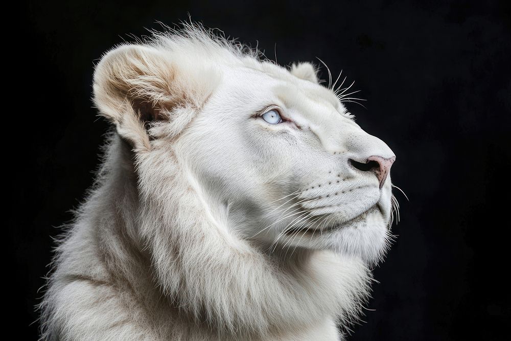 Real albino lion wildlife animal | Free Photo - rawpixel