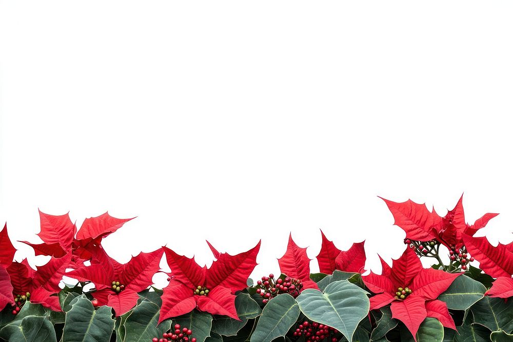 christmas red flower bottom border | Free Photo - rawpixel