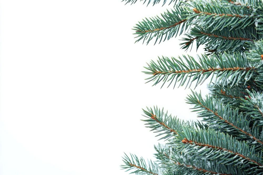 christmas tree branch border background | Free Photo - rawpixel