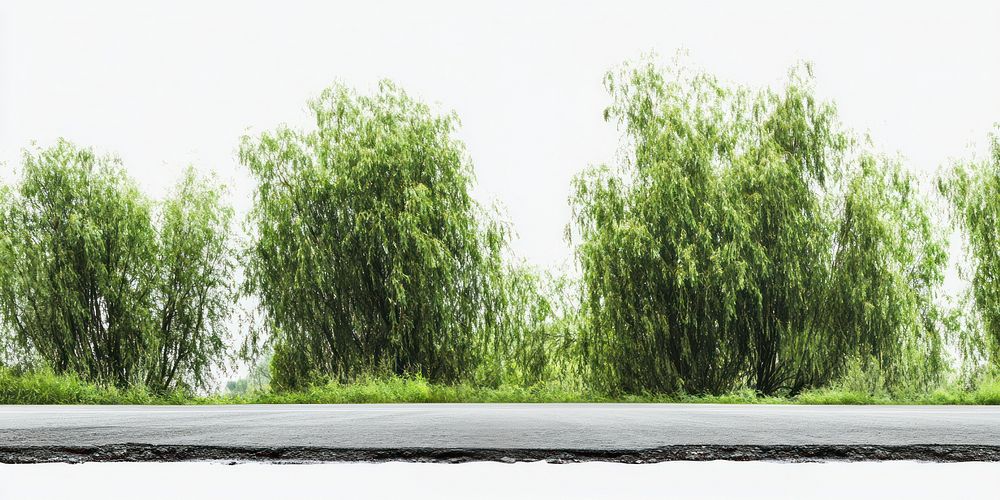 Real asphalt road trees outdoors | Free Photo - rawpixel