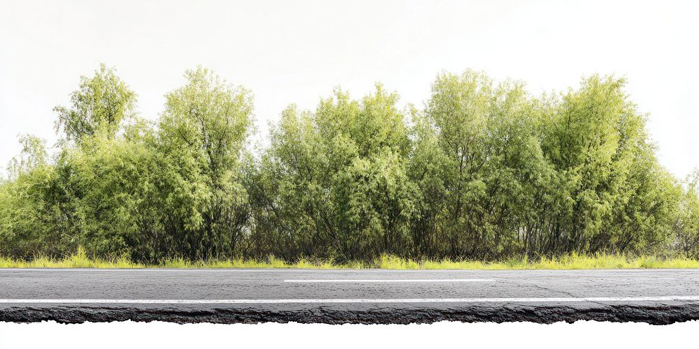 Real asphalt road trees vegetation | Free Photo - rawpixel