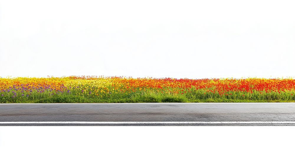 Real asphalt road flowers field | Free Photo - rawpixel