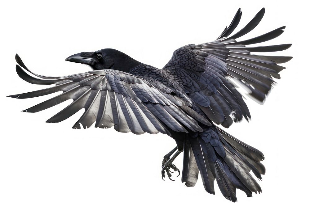 Crow bird flying photography feathered | Free Photo - rawpixel