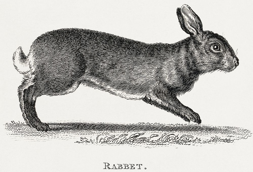 rabbit. Etching. Original public domain | Free Photo Illustration ...