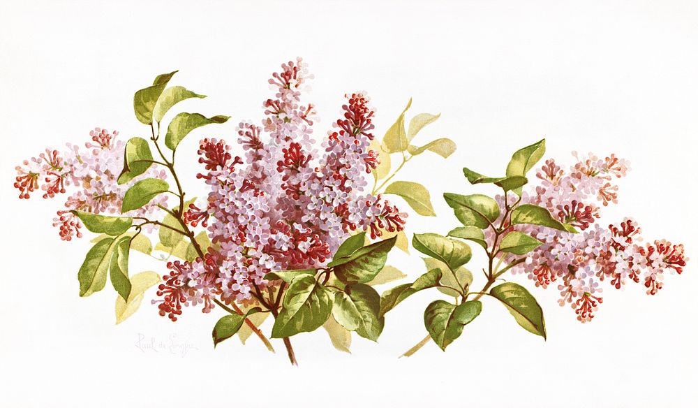 Study purple lilacs flower. Original | Free Photo Illustration - rawpixel