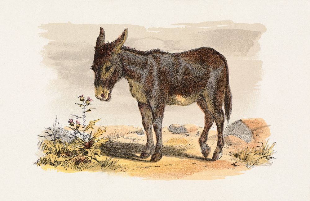 Donkey. Digitally enhanced rawpixel | Free Photo Illustration - rawpixel
