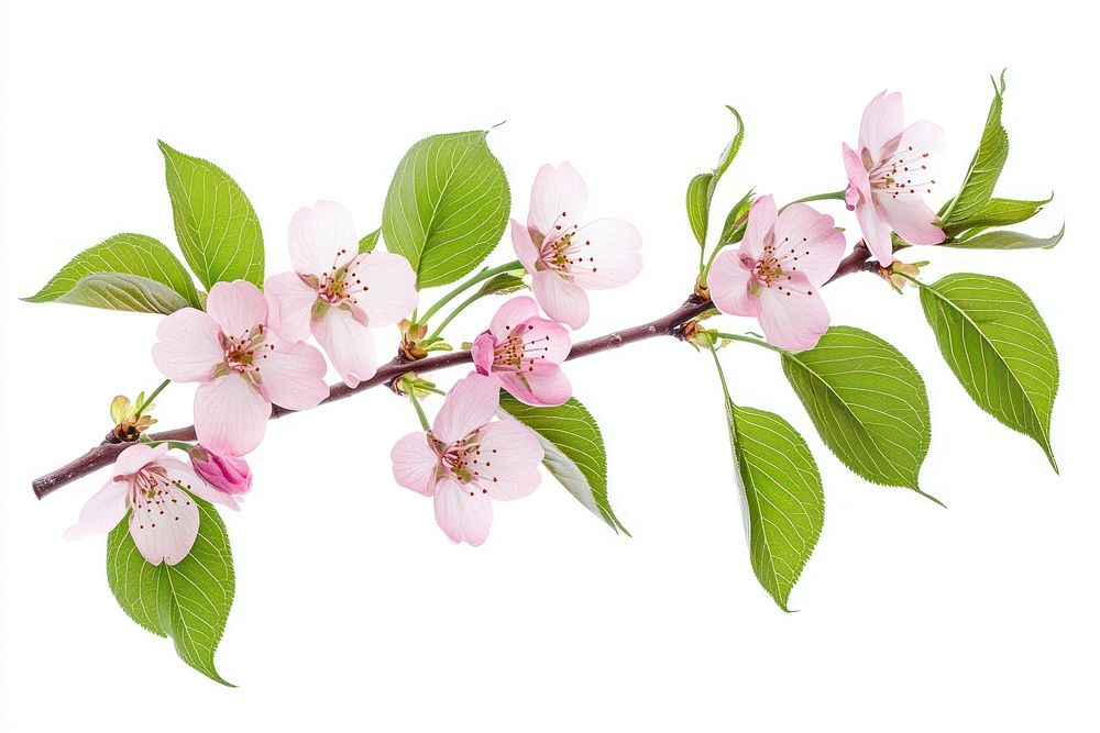Cherry blossom flowers branch leaf | Free Photo - rawpixel