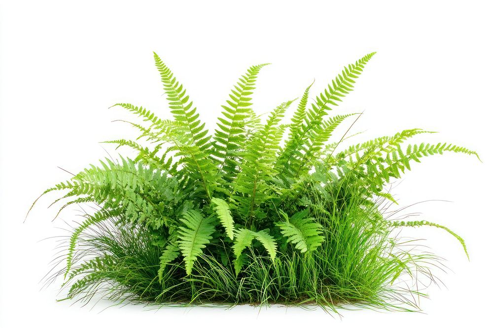 Fern and grass bush plant | Free Photo - rawpixel