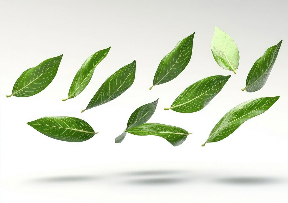 Falling green ten leaves leaf | Free Photo - rawpixel
