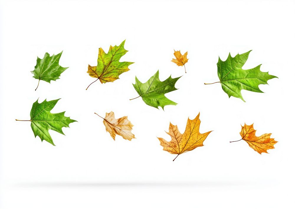 Falling green ten leaves leaf | Free Photo - rawpixel