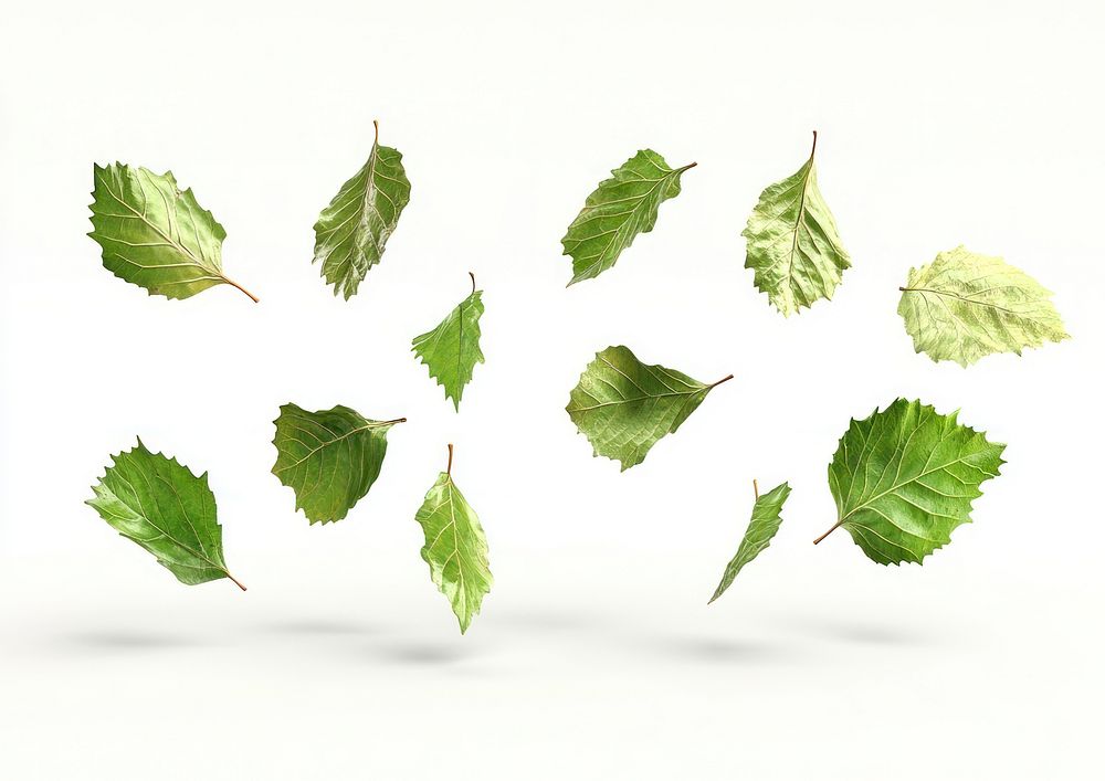 Falling green ten leaves leaf | Free Photo - rawpixel