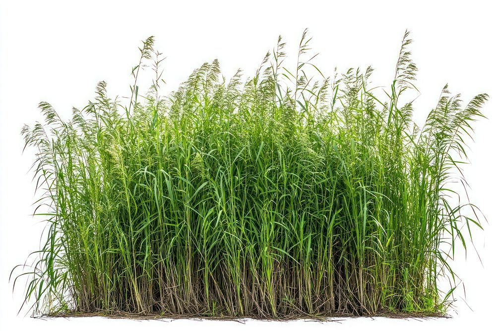 Tall swamp grass bushes background | Free Photo - rawpixel