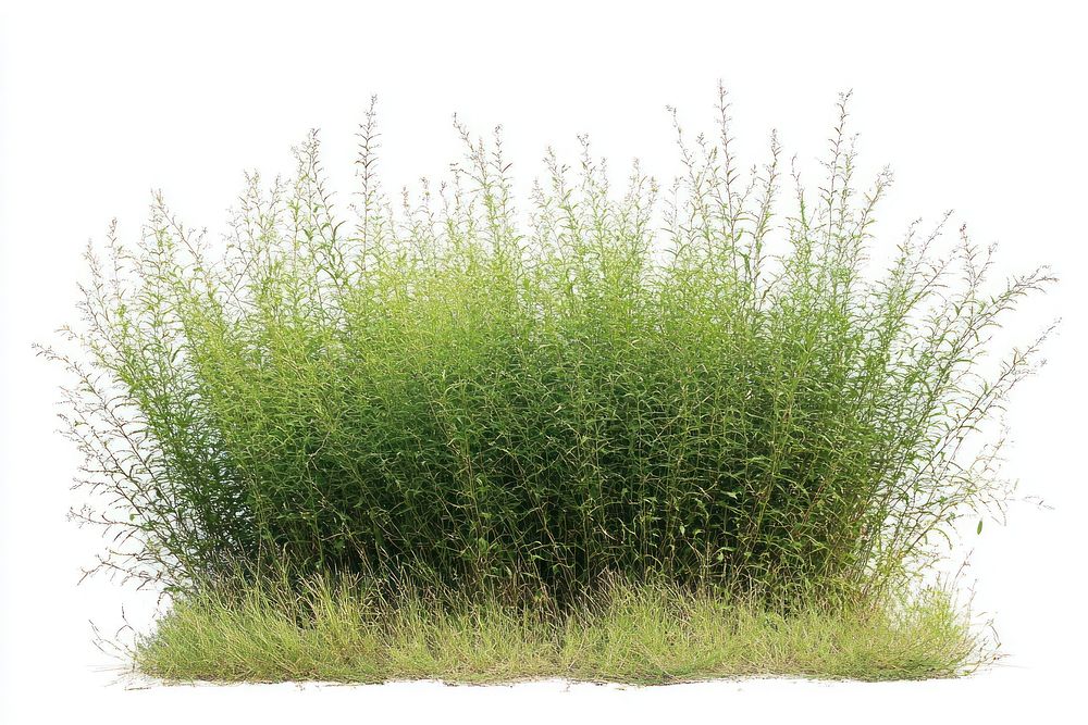 Meadow bush vegetation background. | Free Photo - rawpixel