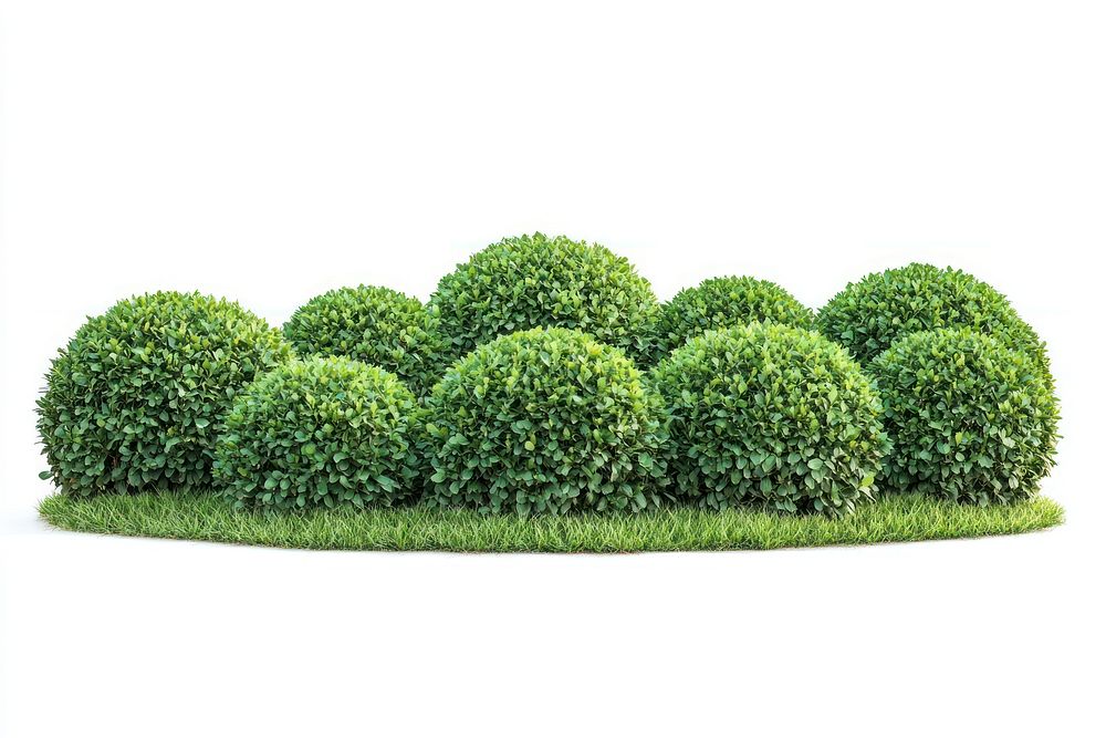 Bushes hedge garden arrangement. | Free Photo - rawpixel