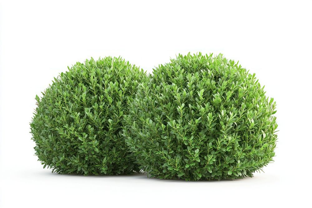 Real boxwood bushes plants vegetation | Free Photo - rawpixel