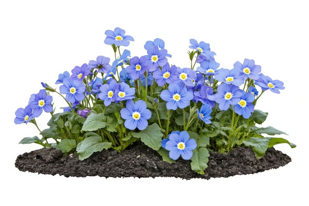 Blue primrose flower bed flowers | Free Photo - rawpixel