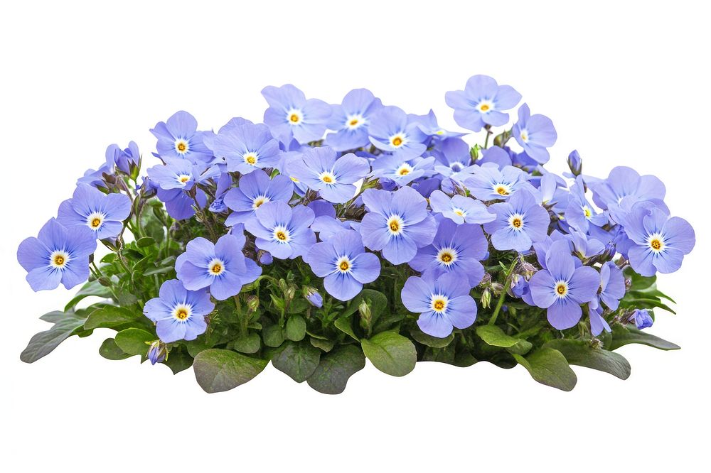 Blue primrose flower bed flowers | Free Photo - rawpixel