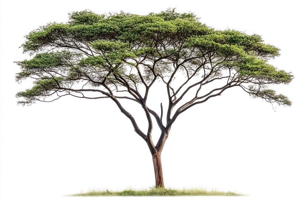 Real BLACK ACACIA tree isolated | Free Photo - rawpixel