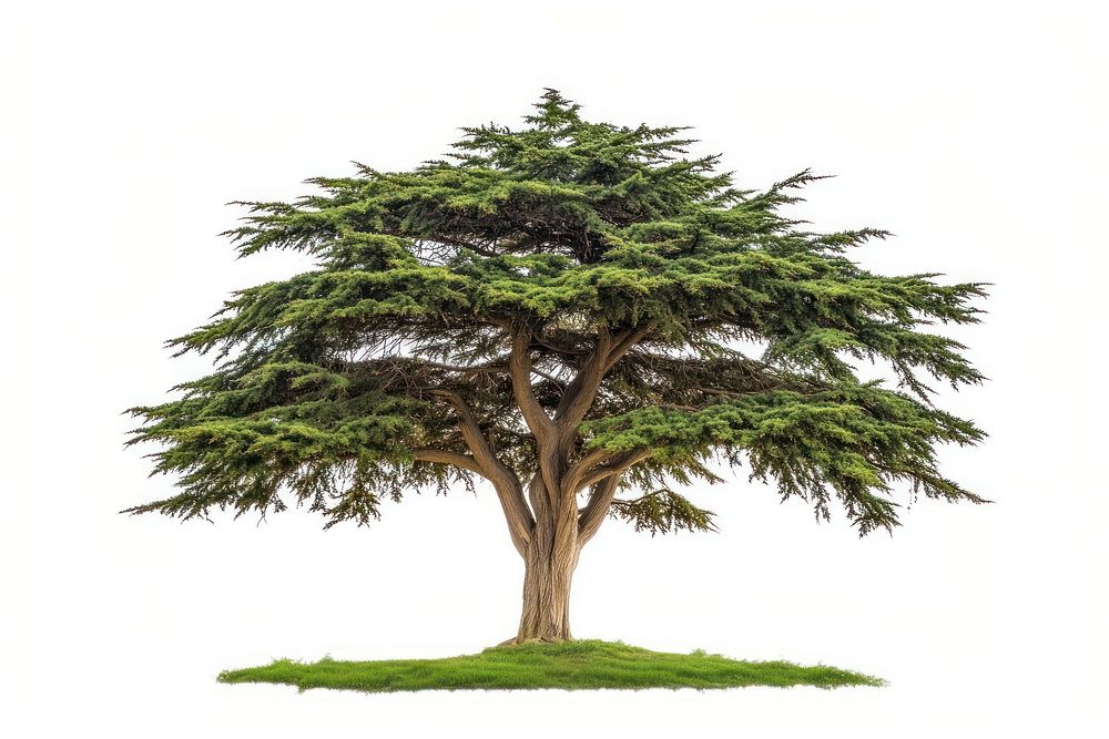 Real Cedrus libani tree isolated | Free Photo - rawpixel