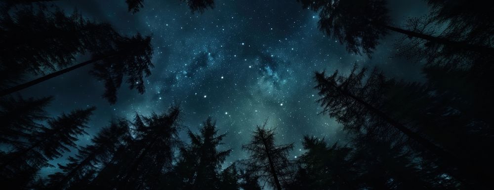 Night sky wood nature stars | Free Photo - rawpixel