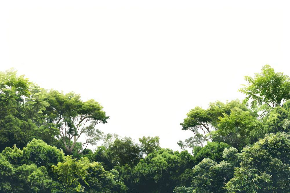 Amazon rainforest landscape nature natural | Premium Photo - rawpixel