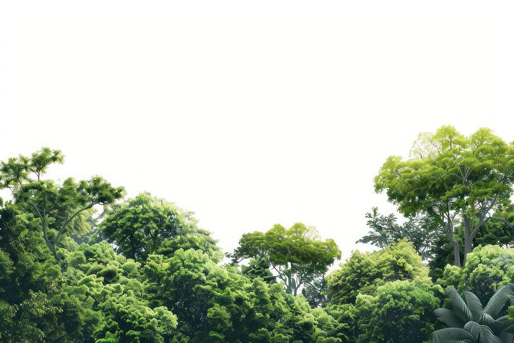 Amazon rainforest landscape nature outdoors | Free Photo - rawpixel