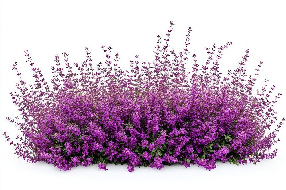 Real purple flower bushes flowers | Free Photo - rawpixel