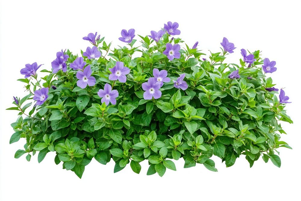 Real purple flower bushes flowers | Free Photo - rawpixel