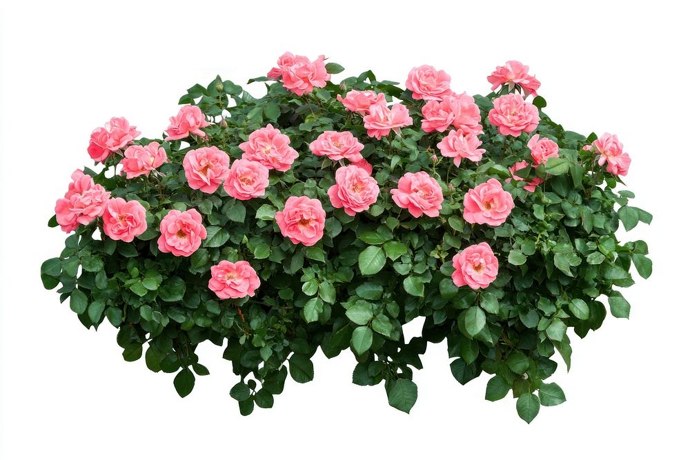 Real pink rose bushes roses | Free Photo - rawpixel