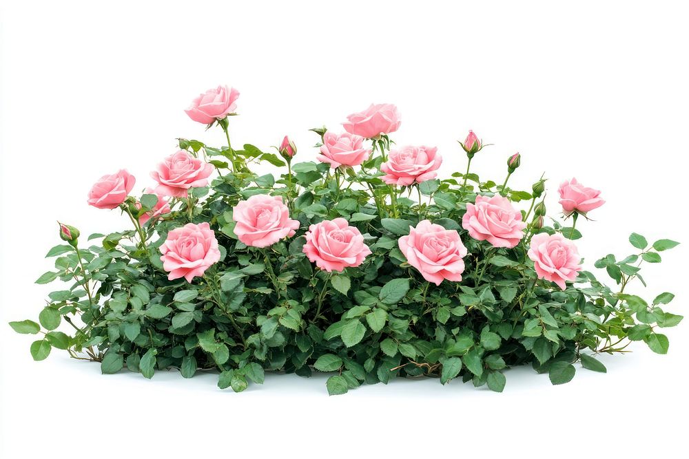 Real pink rose bushes roses | Free Photo - rawpixel