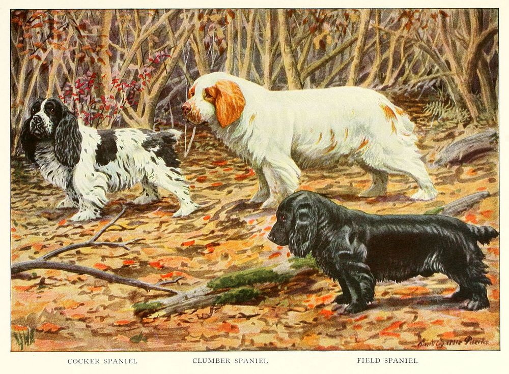 Cocker Spaniel, Clumber Spaniel and | Free Photo Illustration - rawpixel
