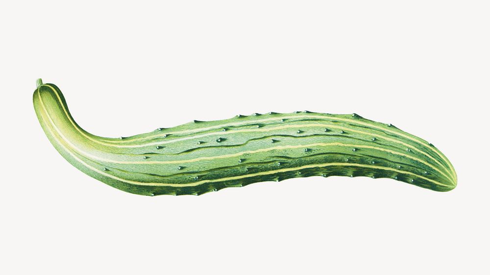 Curved cucumber vintage illustration psd. | Free PSD - rawpixel