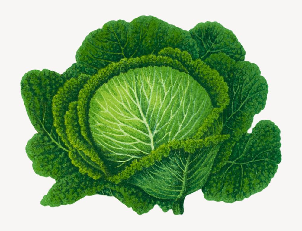 Vibrant cabbage botanical illustration psd. | Free PSD - rawpixel