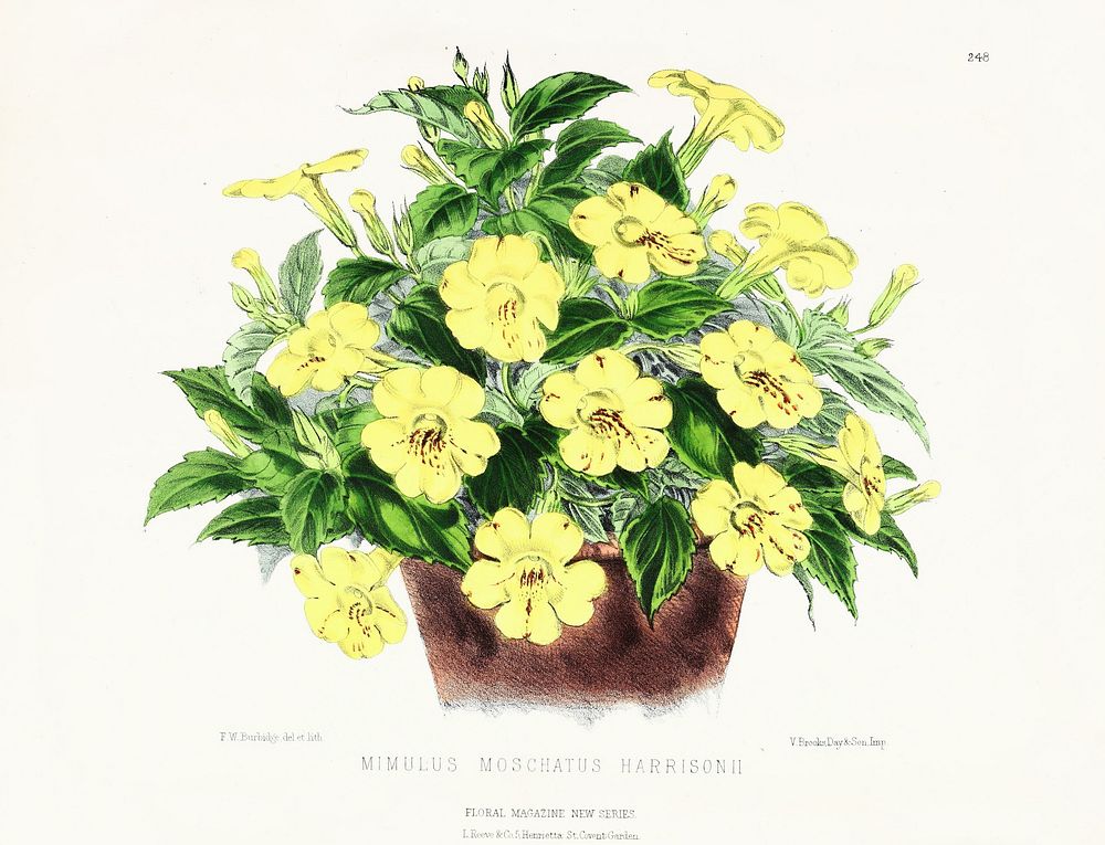 Mimulus moschatus Floral Magazine (1861-1881) | Free Photo Illustration ...