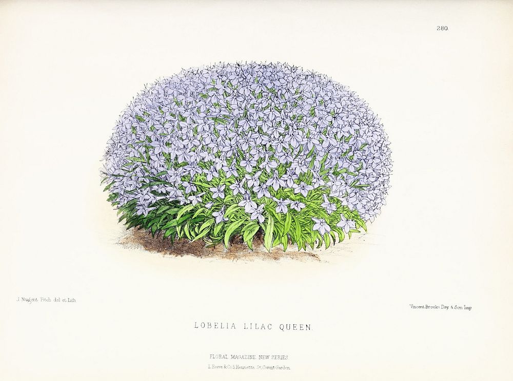 Lobelia Lilac Queen Floral Magazine | Free Photo Illustration - rawpixel