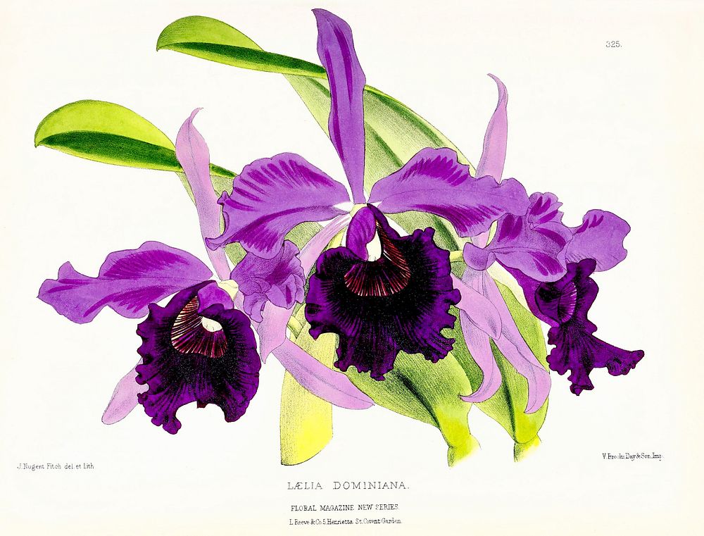 Laelia Dominiana Floral Magazine (1861-1881) | Free Photo Illustration - rawpixel