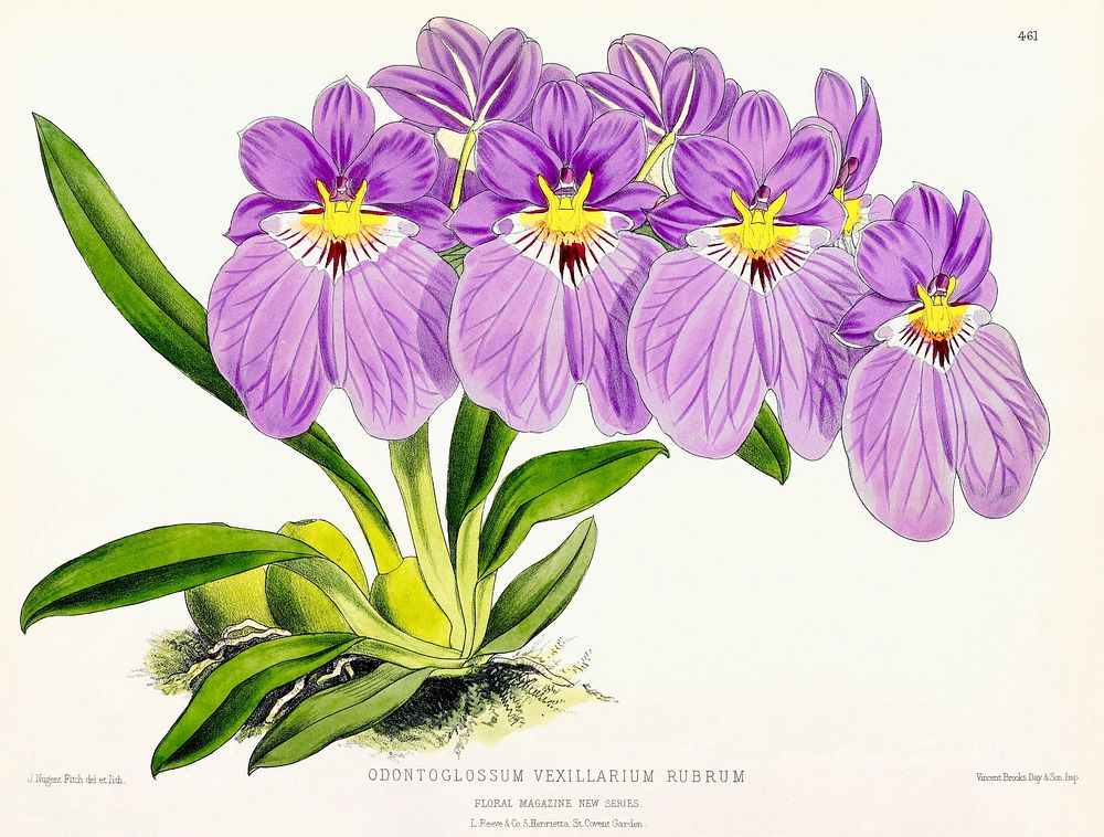 Purple Pansy Floral Magazine (1861-1881) | Free Photo Illustration ...