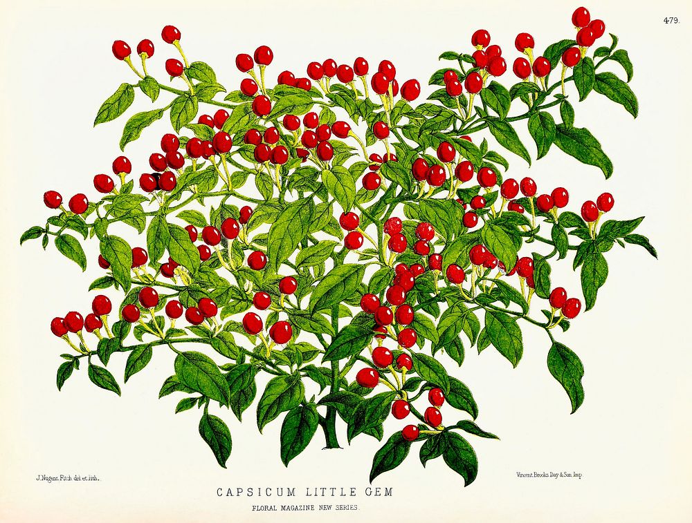 Capsicum Little Gem known as | Free Photo Illustration - rawpixel