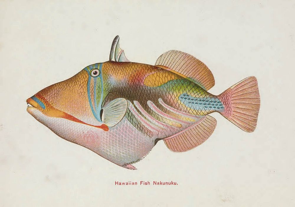Hawaiian Fish Nakunuku (ca. 1905-1940) | Free Photo Illustration - rawpixel