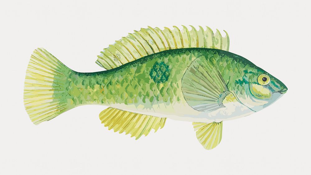 Vintage spotty fish aquatic animal | Free Vector - rawpixel