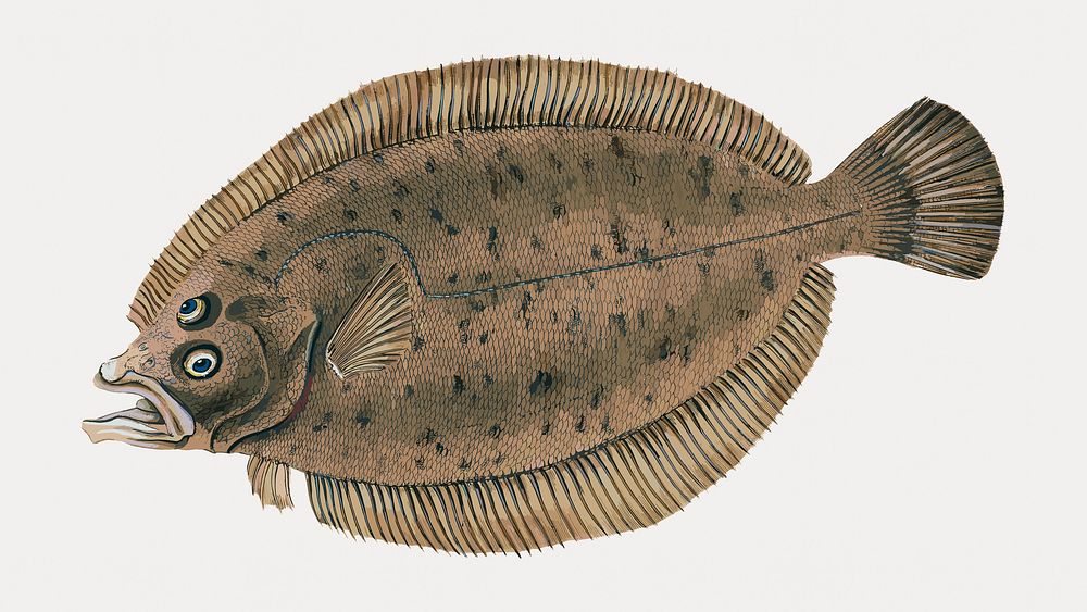 Common dab, fish vintage illustration | Free Vector - rawpixel