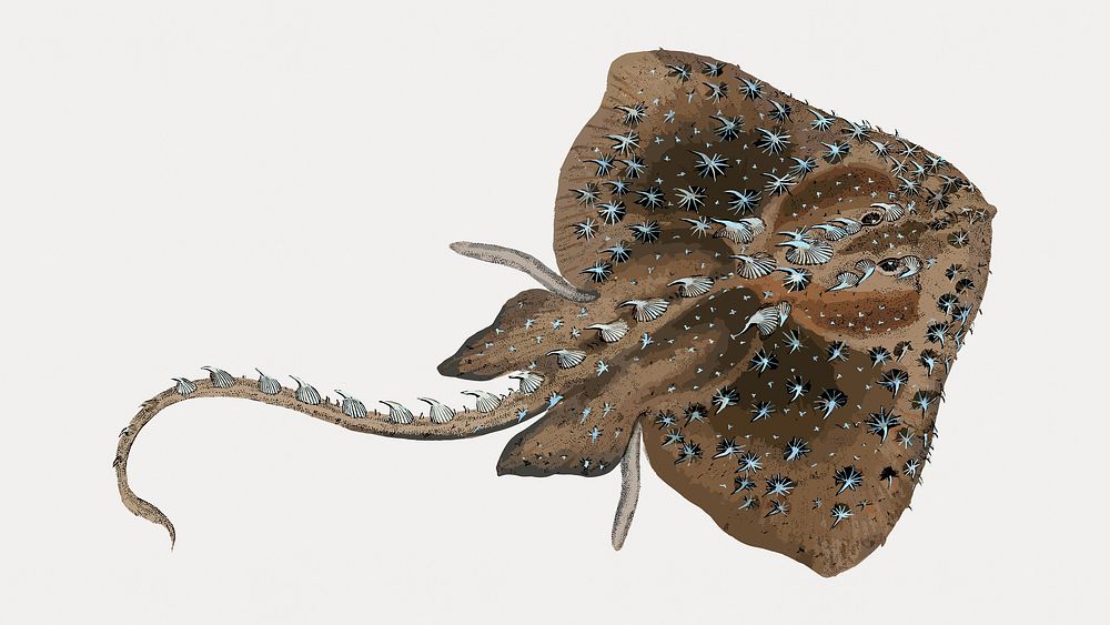 Starry Ray sticker, fish vintage | Free Vector - rawpixel