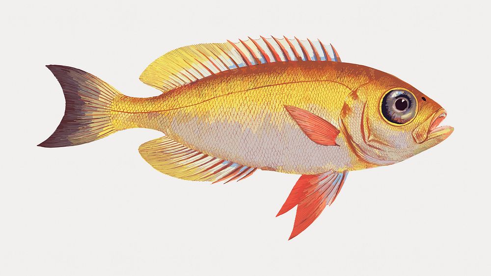 Goggle-eyed Grunt sticker, fish vintage | Free Vector - rawpixel