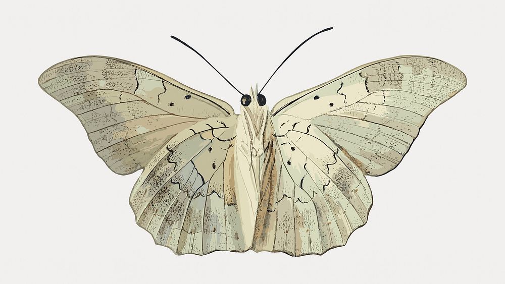 Vintage white butterfly design element | Free Vector - rawpixel