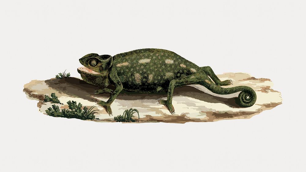 Chameleon, animal illustration Luigi Balugani | Free Vector - rawpixel