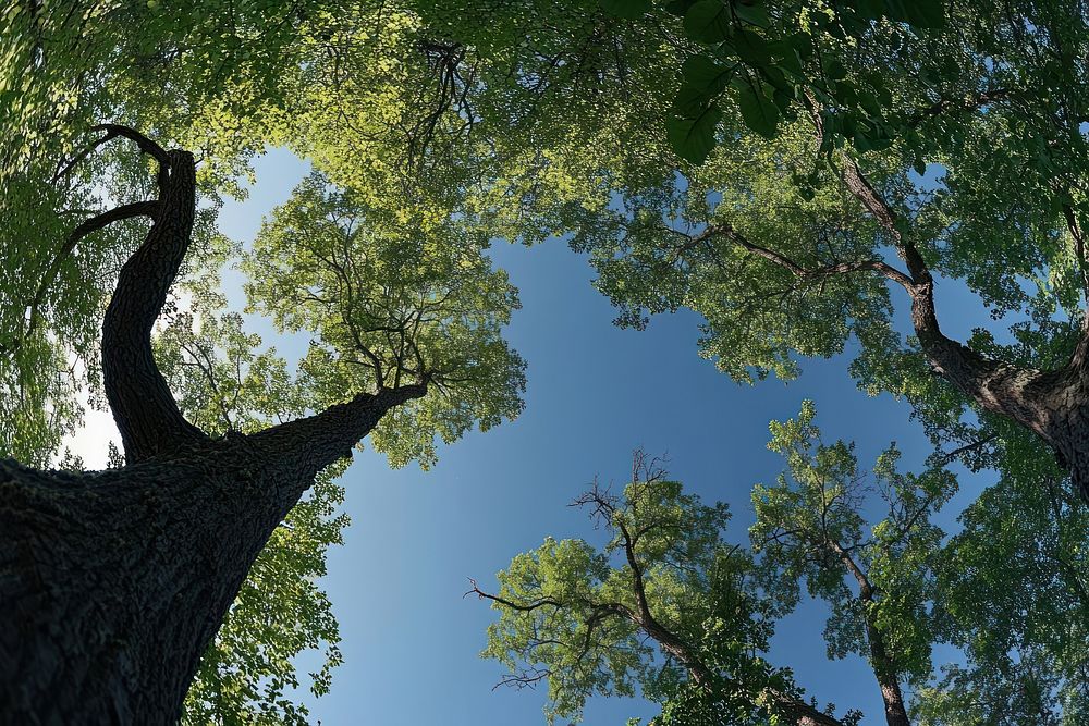 canopy nature forest trees. | Free Photo - rawpixel