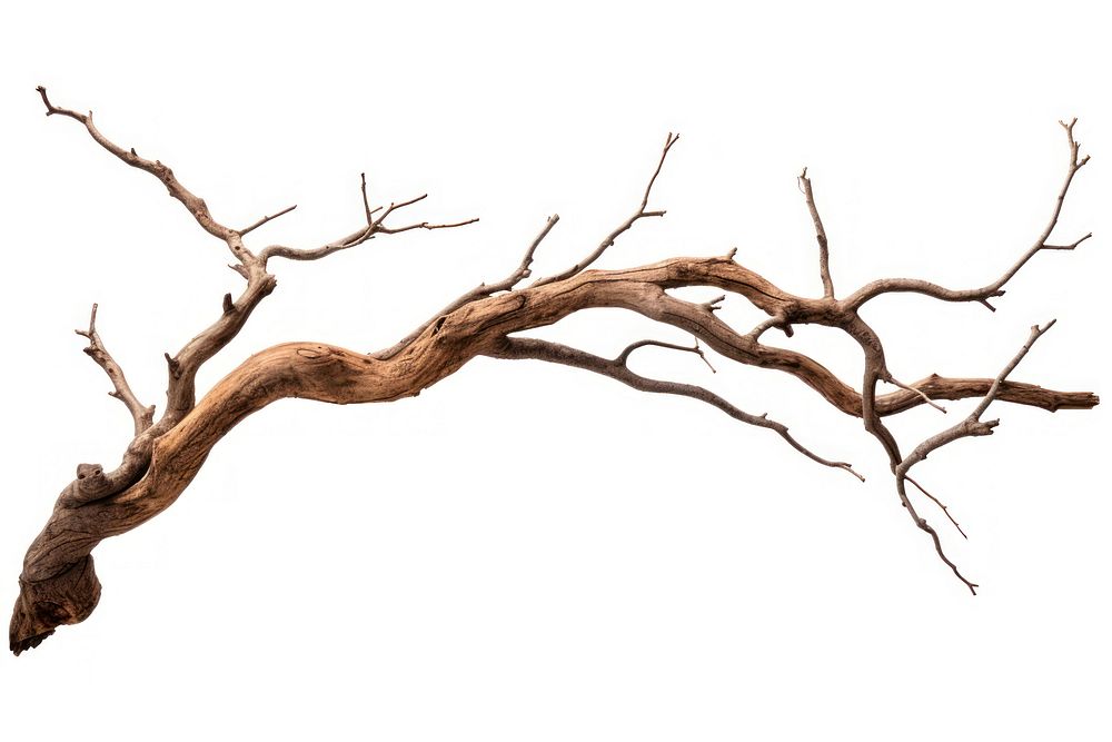 Dry branch tree isolated white. | Free Photo - rawpixel