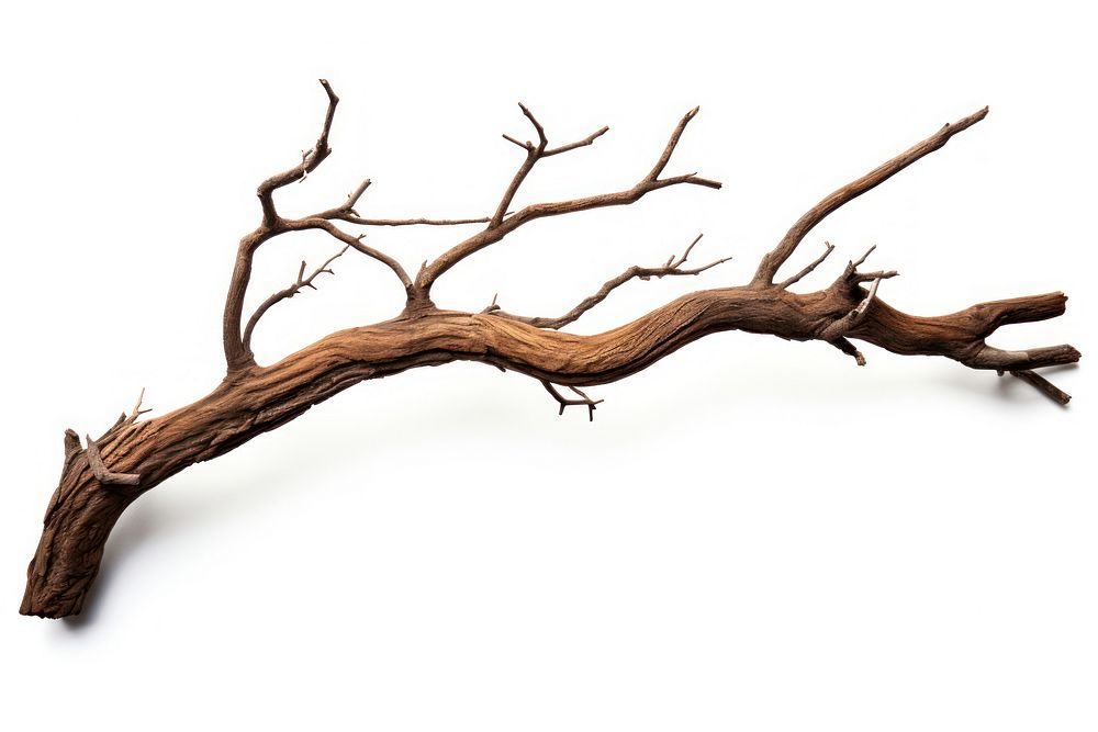 Dry branch wood tree decoration. | Free Photo - rawpixel