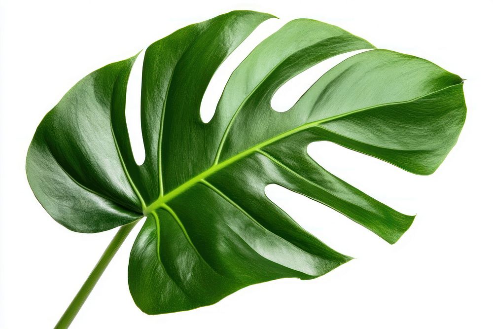 Green leaf plant photography botanical. | Free Photo - rawpixel